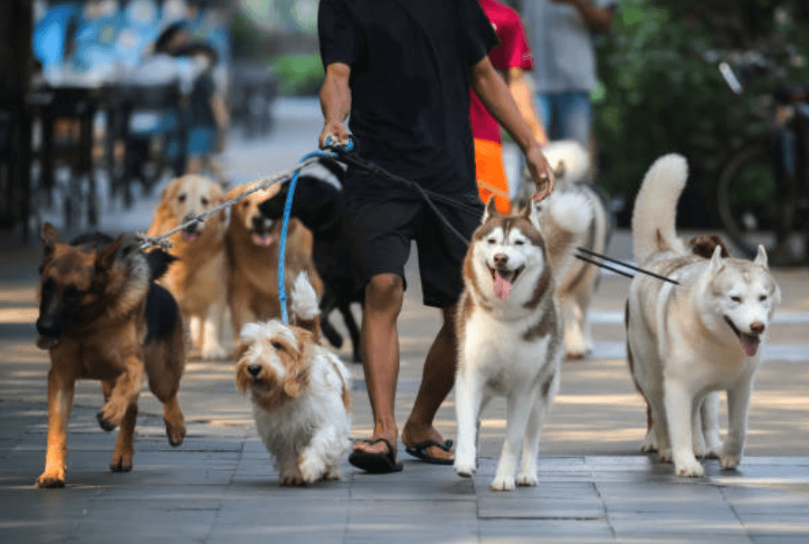 Paseador de perros profesional y paseos a medida en Barcelona.